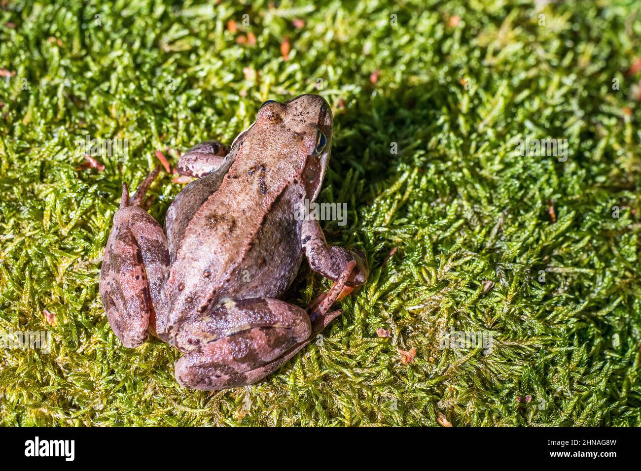 Holarctic frog hi-res stock photography and images - Alamy