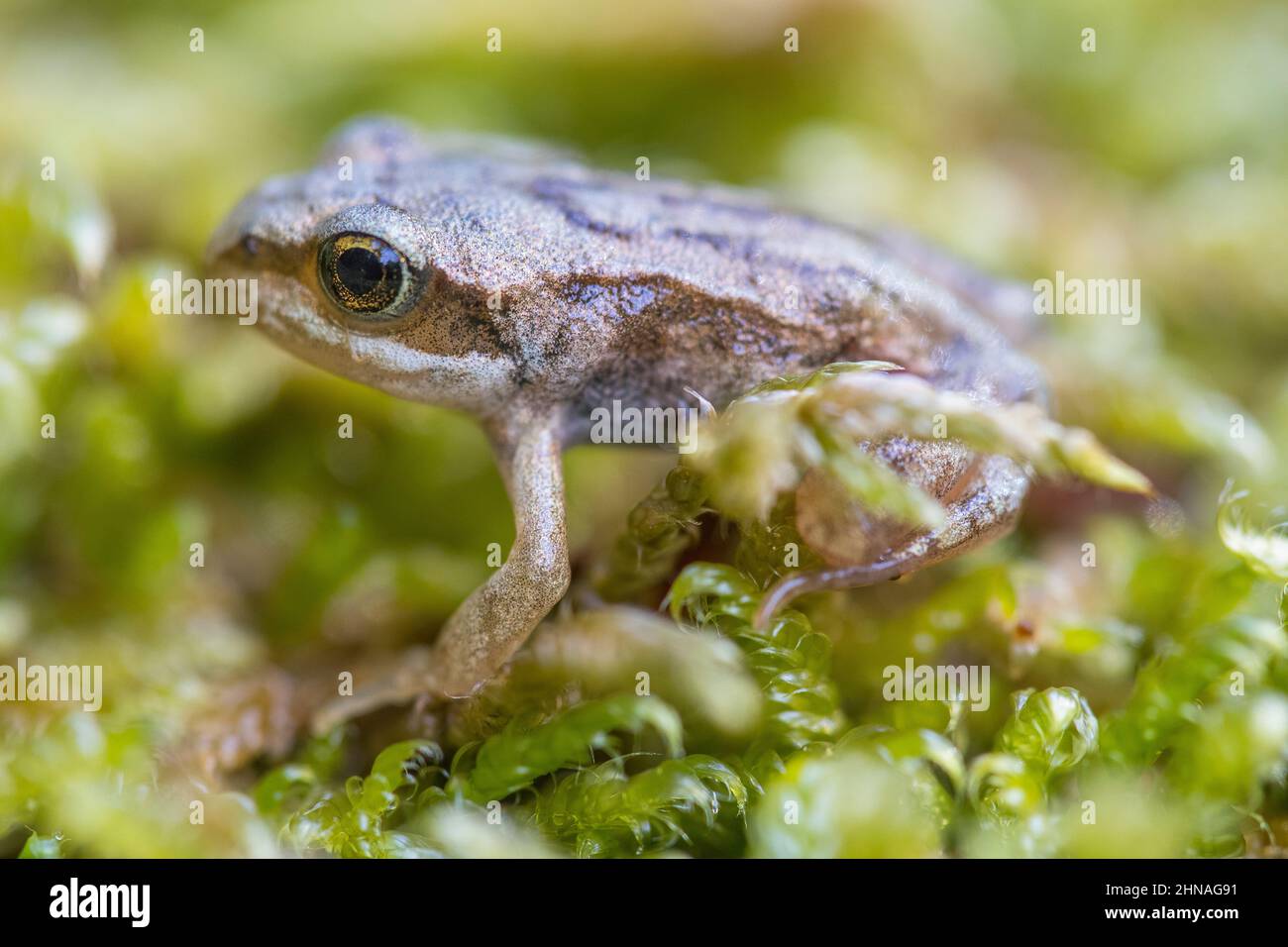 Holarctic frog hi-res stock photography and images - Alamy