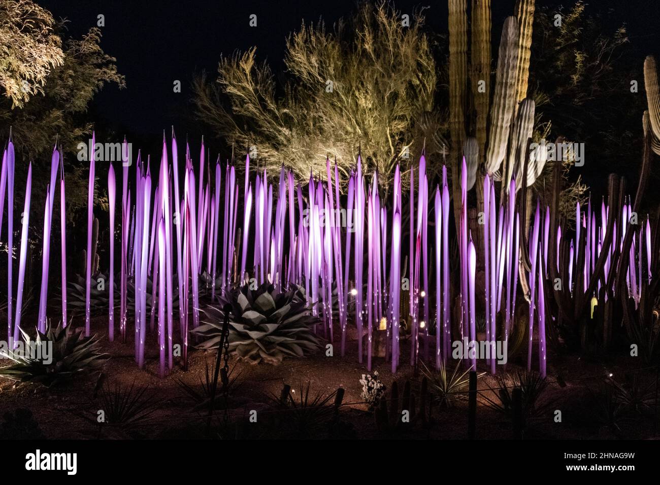 Chihuly In The Garden, Neodymium Reeds, 2021 at Night Stock Photo - Alamy