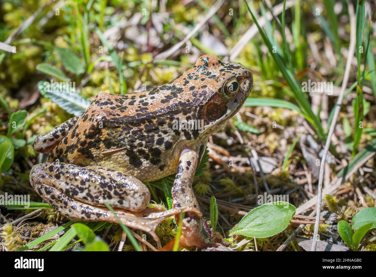 Common frog (Rana temporaria), also known as the European common frog ...
