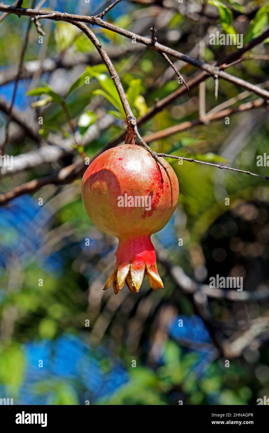 Pomegranates growing on farm hi-res stock photography and images - Alamy