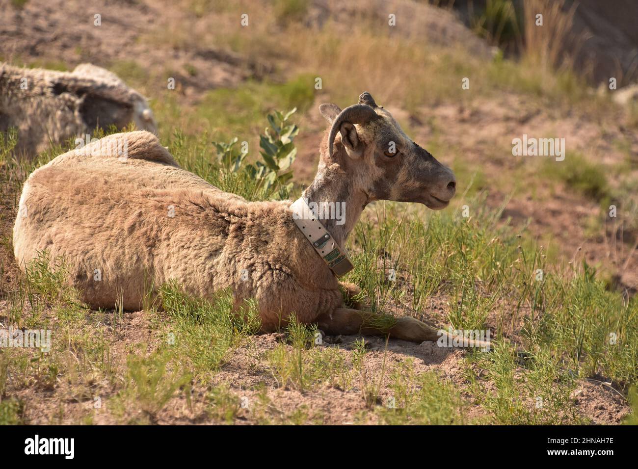 Badlands with a bighorn sheep laying down Stock Photo - Alamy
