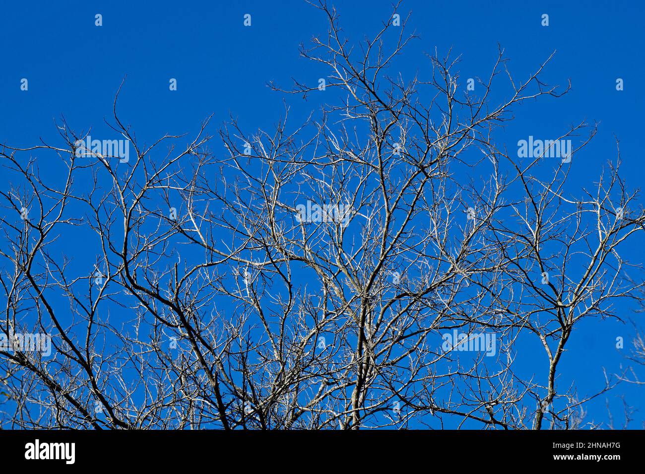 Dead tree and blue sky Stock Photo - Alamy