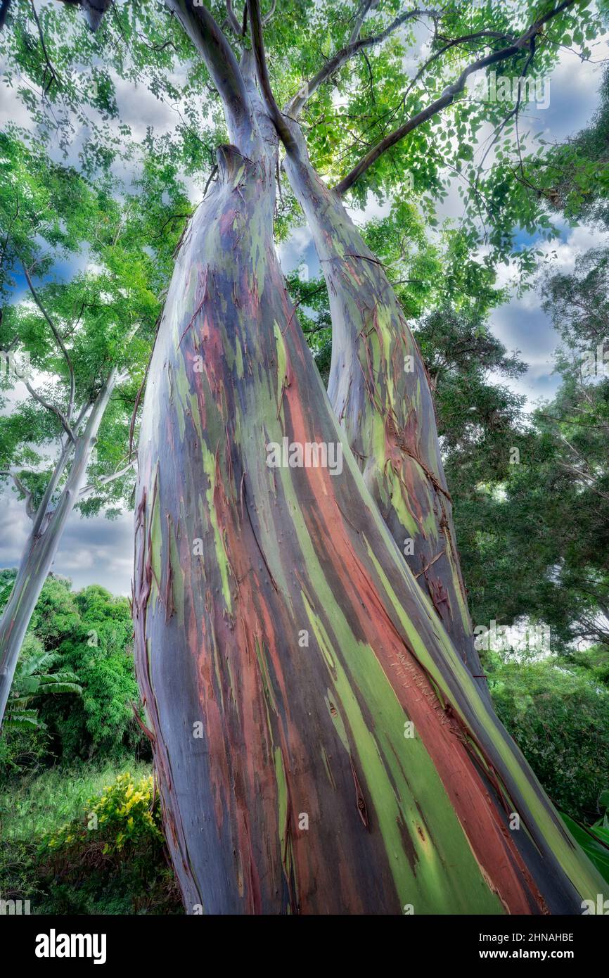 Close up of Painted Eucalyptus tree. The Big Island, Hawaii Stock Photo ...