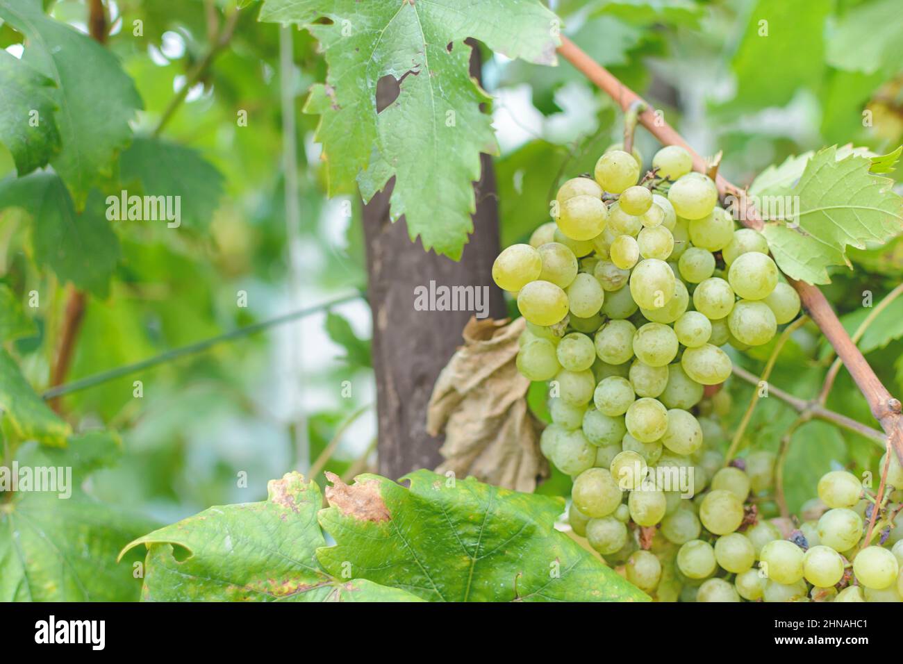 Fresh grape farm hi-res stock photography and images - Alamy