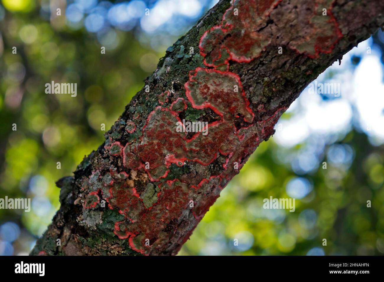 Red lichen on tree branch Stock Photo - Alamy