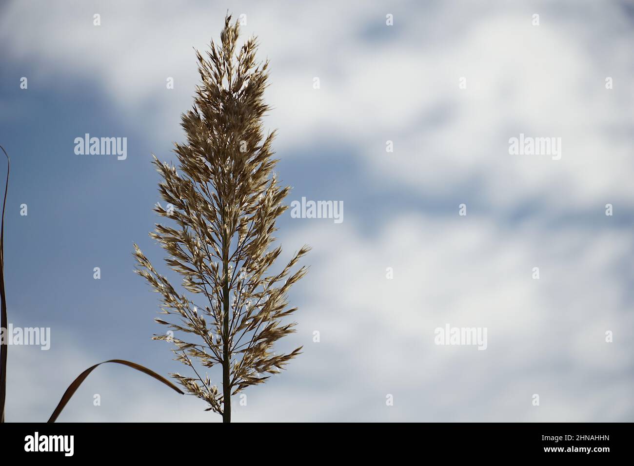 Big dimension minimalist abstract nature background with free and empty ...