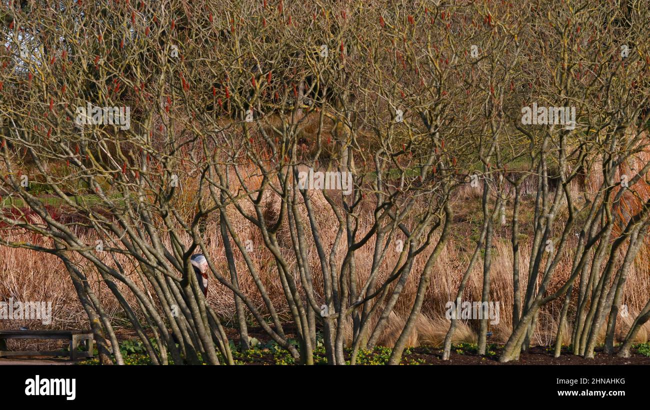 Red Staghorn Sumac tree in winter season (Rhus typhina Stock Photo - Alamy