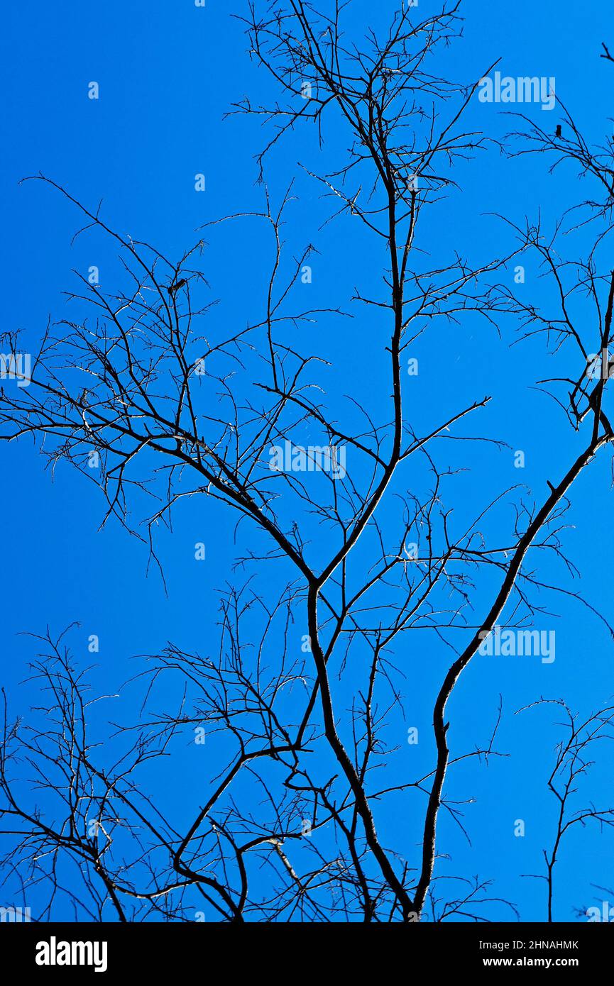 Dead dead tree hi-res stock photography and images - Alamy