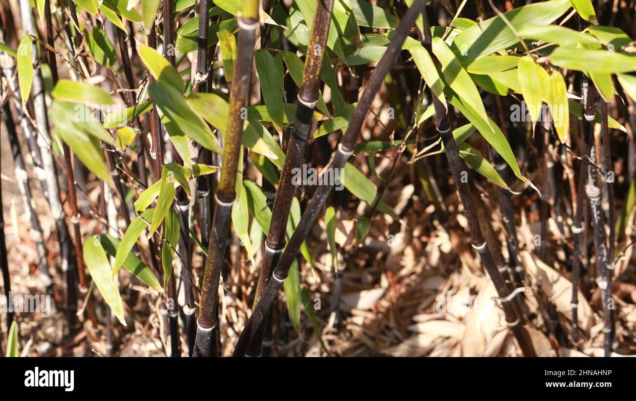 Close-up of growing Black Bamboo plant / Phyllostachys Nigra Stock ...