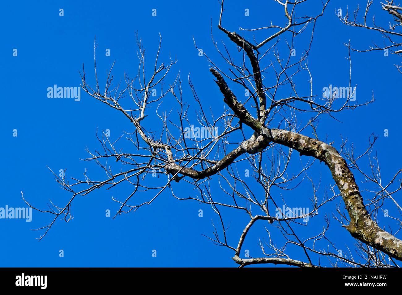 Dead tree and blue sky Stock Photo - Alamy