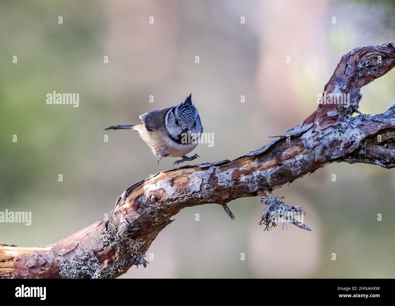 The cheeky Crested Tit coming in to land in the branches of a pine tree ...