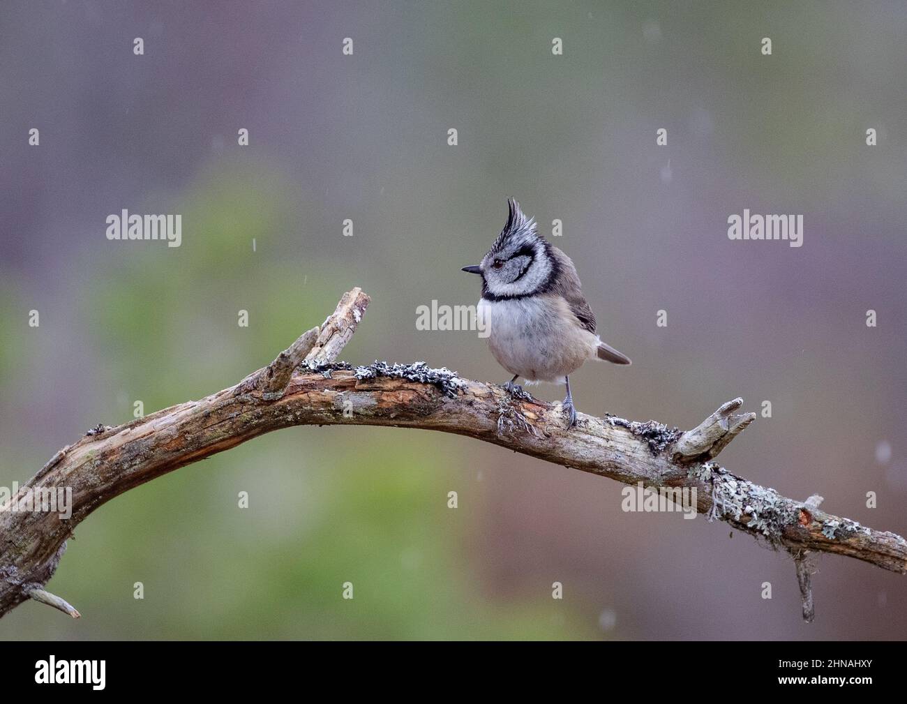The cheeky Crested Tit with his punk hairstyle siting on a branch of a ...