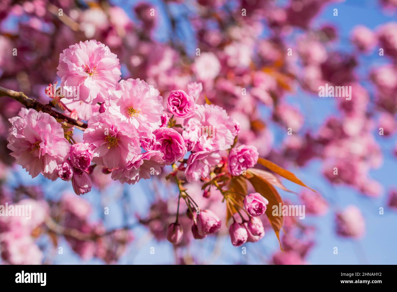 beautiful spring pink cherry blossom Stock Photo - Alamy
