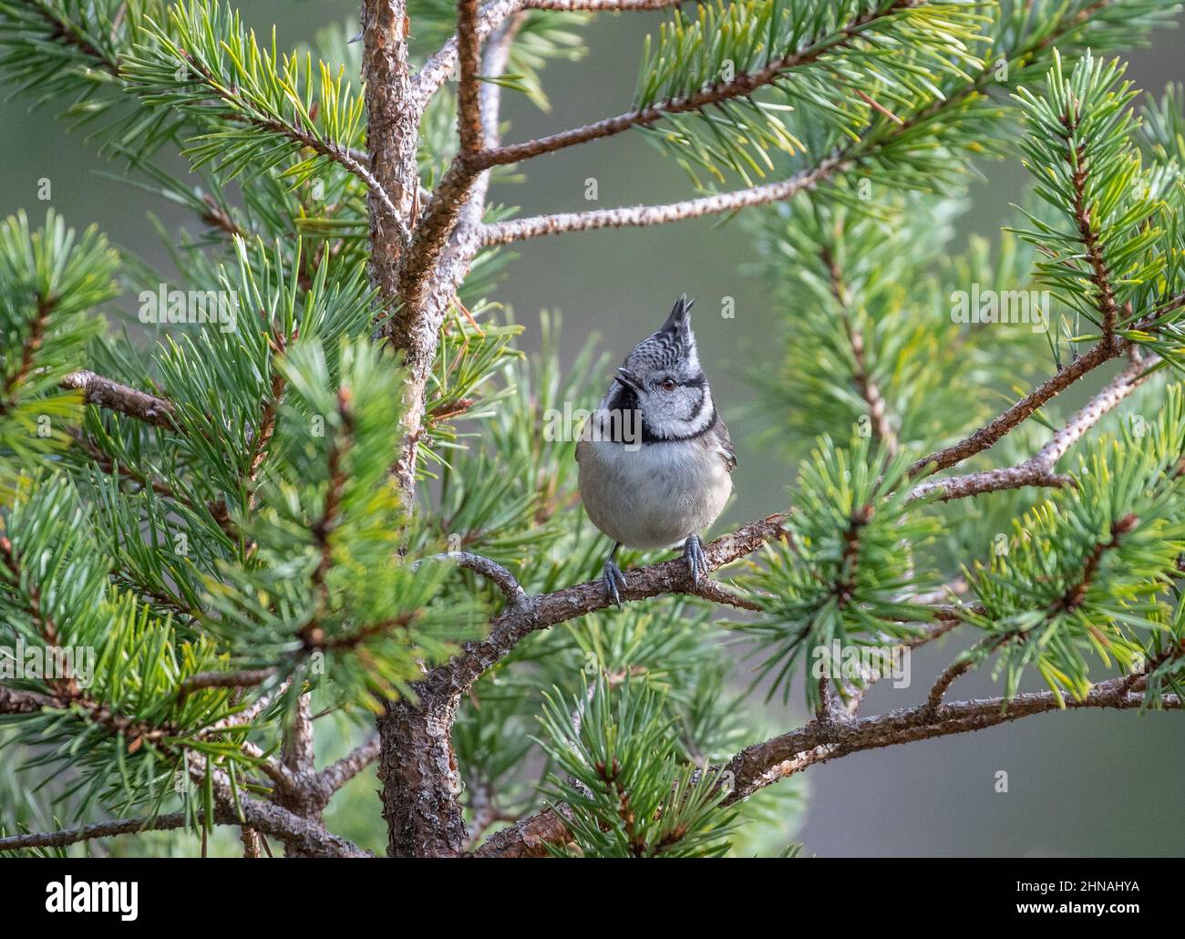 The cheeky Crested Tit with his punk hairstyle in the branches of a ...