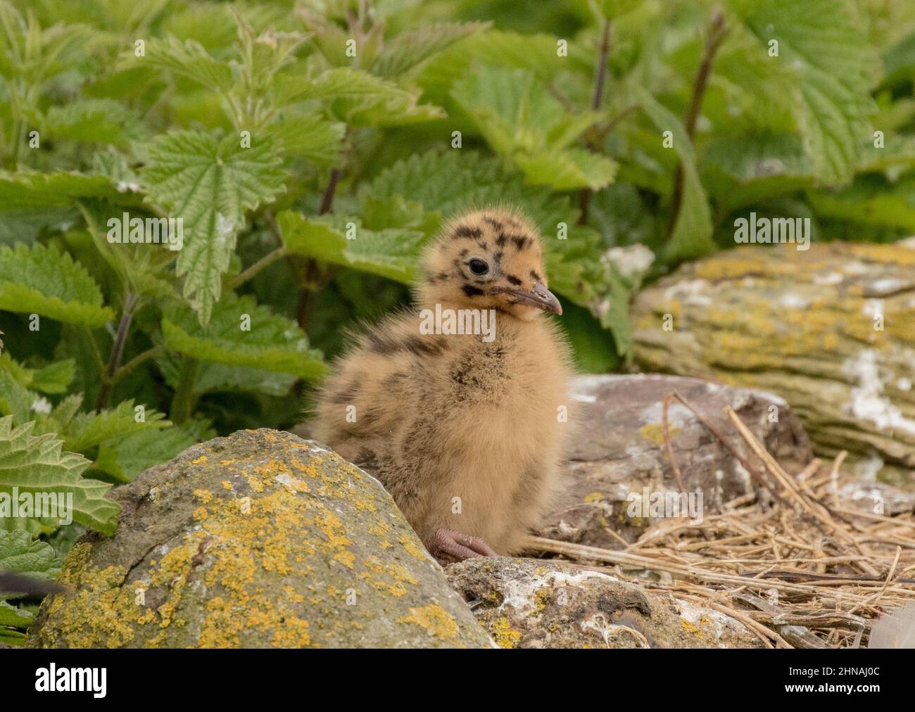 A fluffy golden Black Headed Gull chick alone and not well camouflaged ...