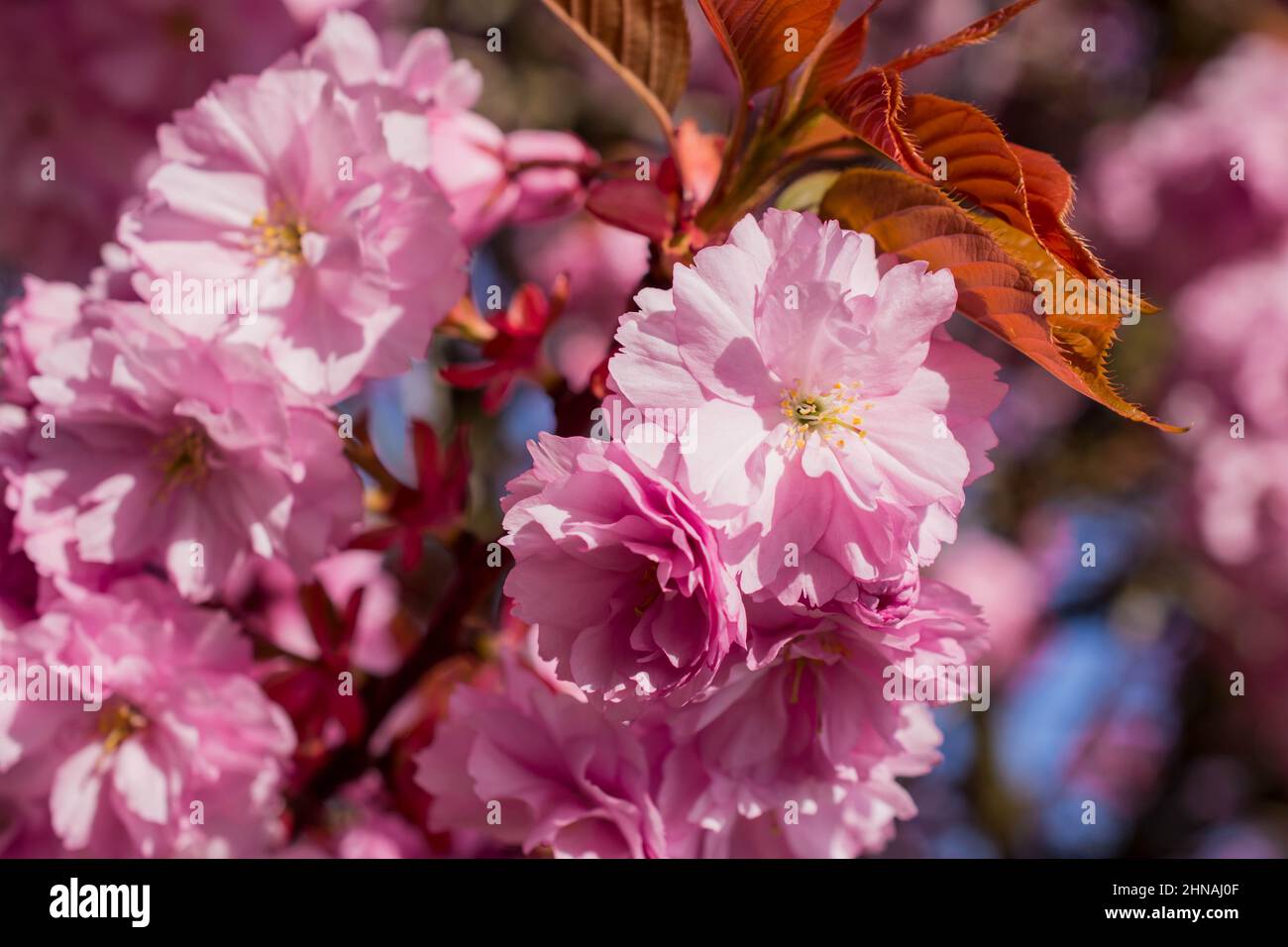 beautiful spring pink cherry blossom Stock Photo - Alamy