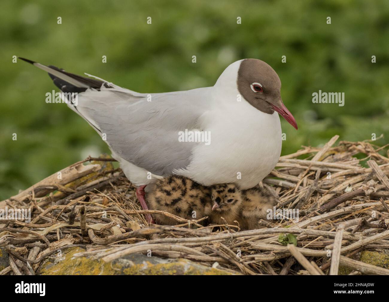 Brooding chicks hi-res stock photography and images - Alamy
