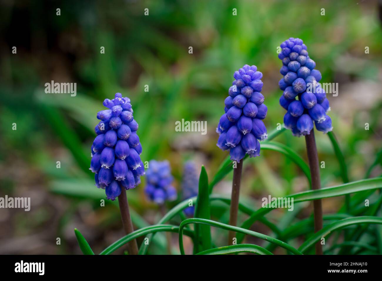 spring background with new leaves and flowers Stock Photo - Alamy