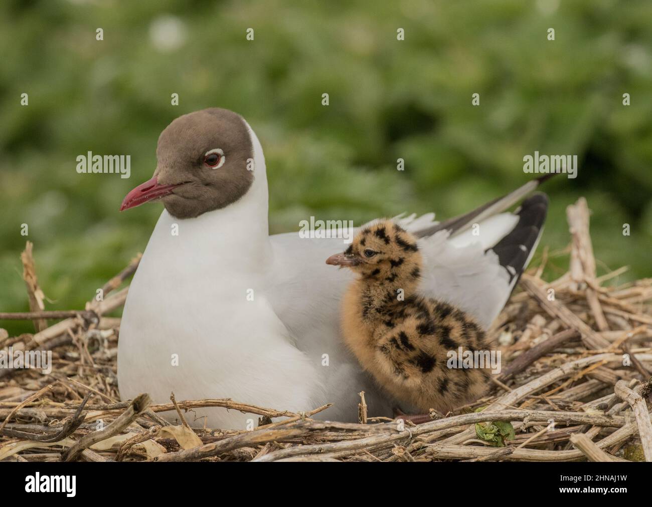 A proud Black Headed Gull parent on the nest with her single golden ...