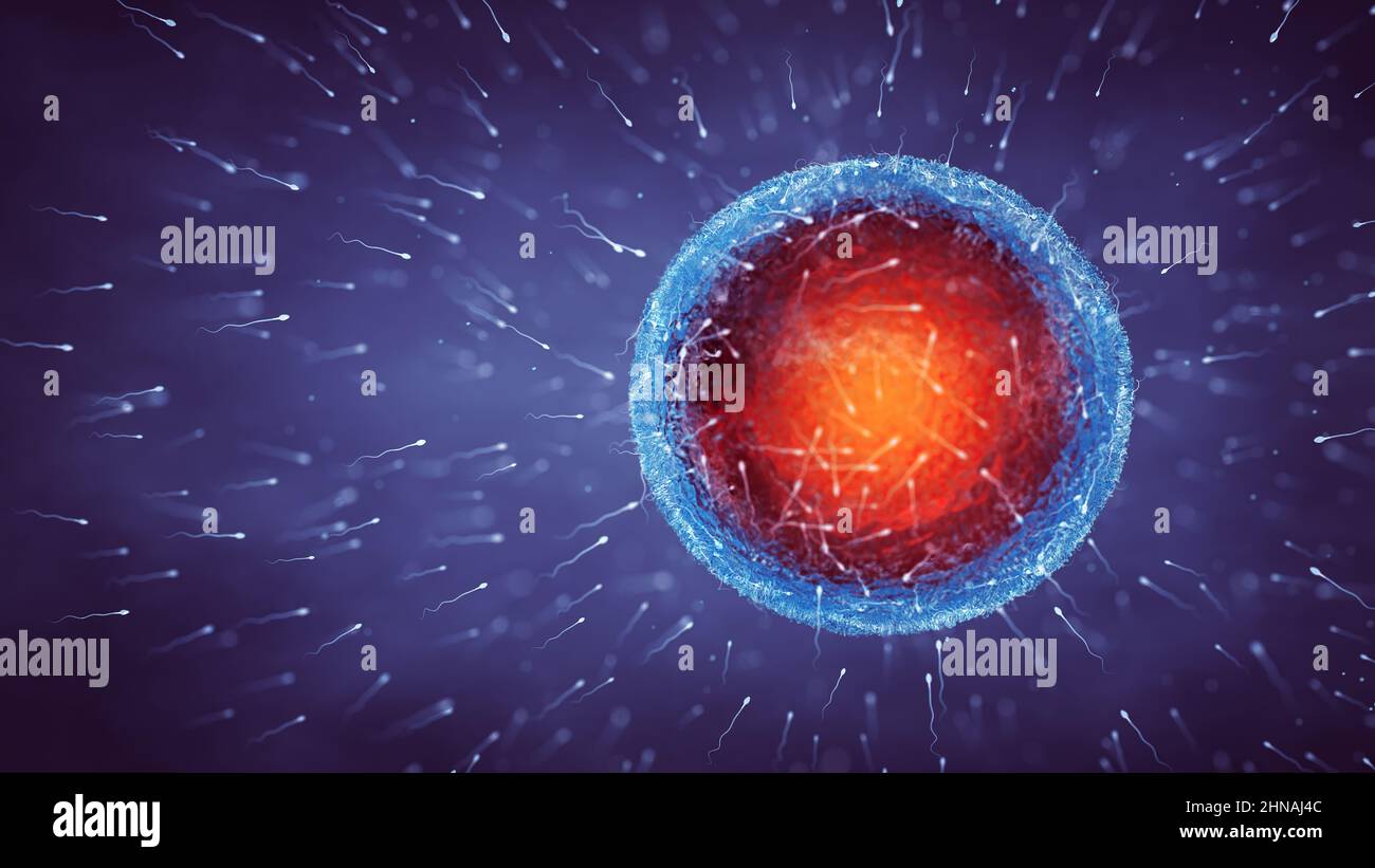Sperm Cells Spermatozoa Fertilizing An Egg Cell Ovum Human