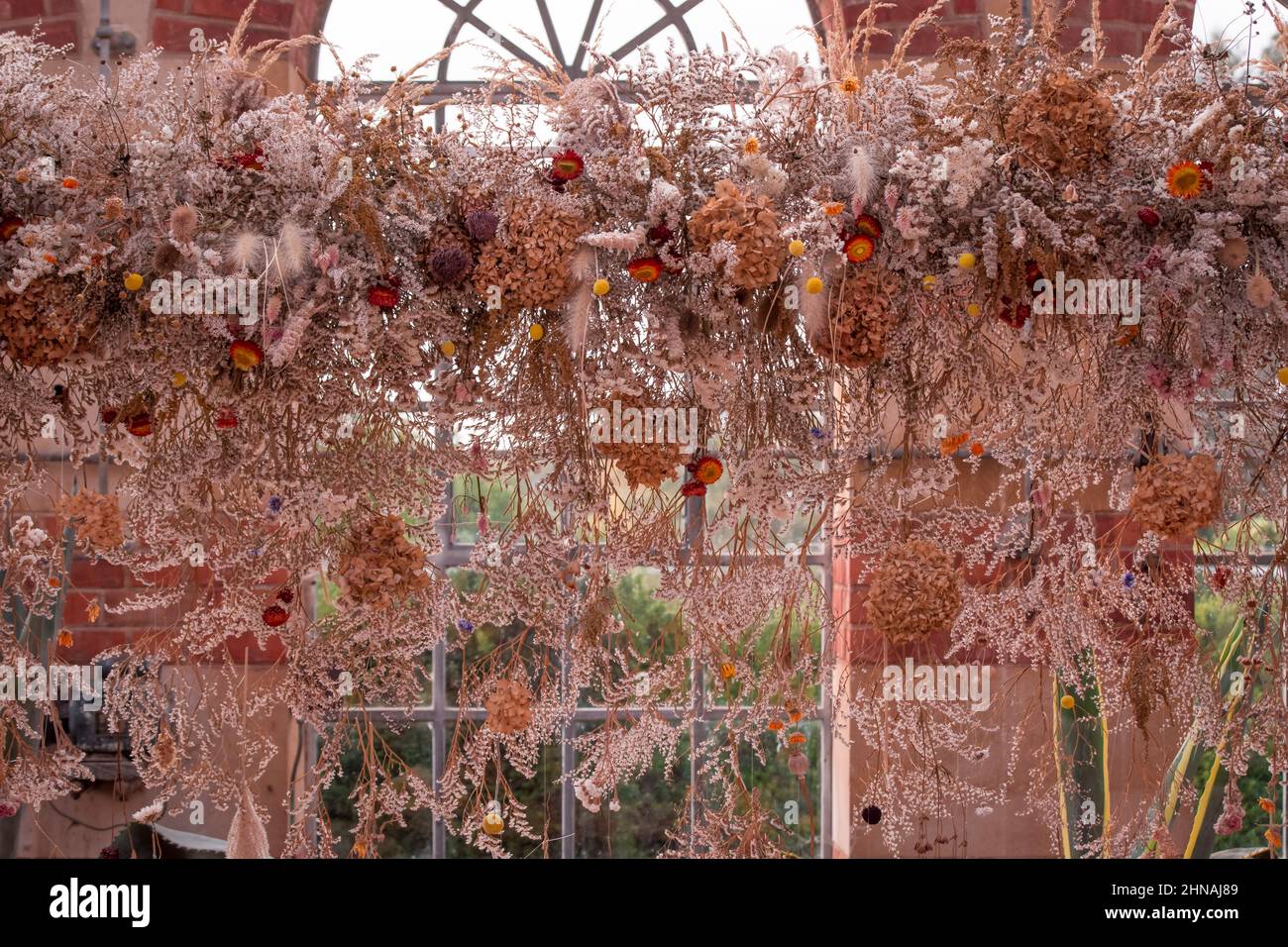 photo of dried flowers display Stock Photo - Alamy