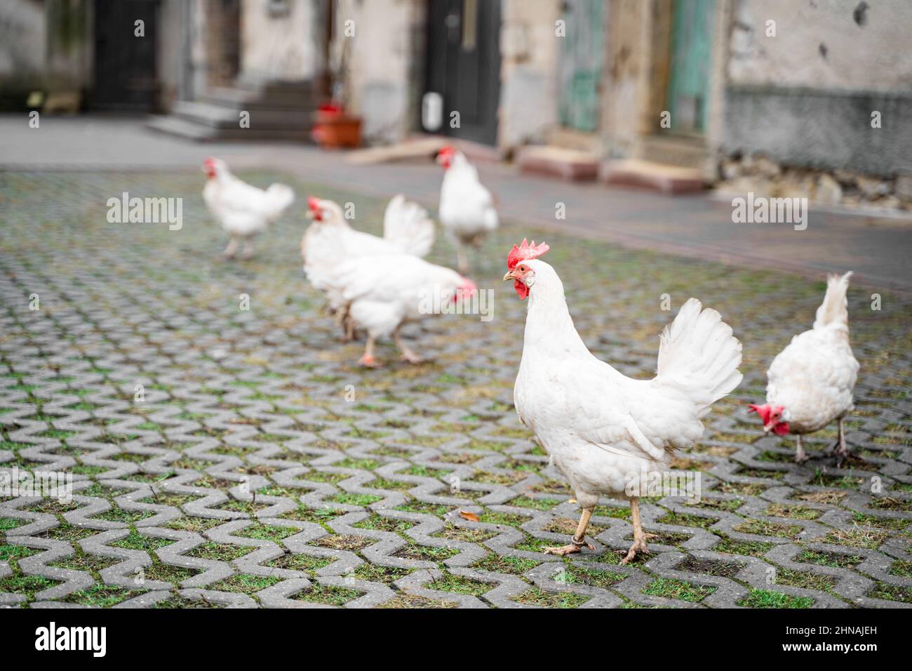 Bio breed chicken hi-res stock photography and images - Alamy