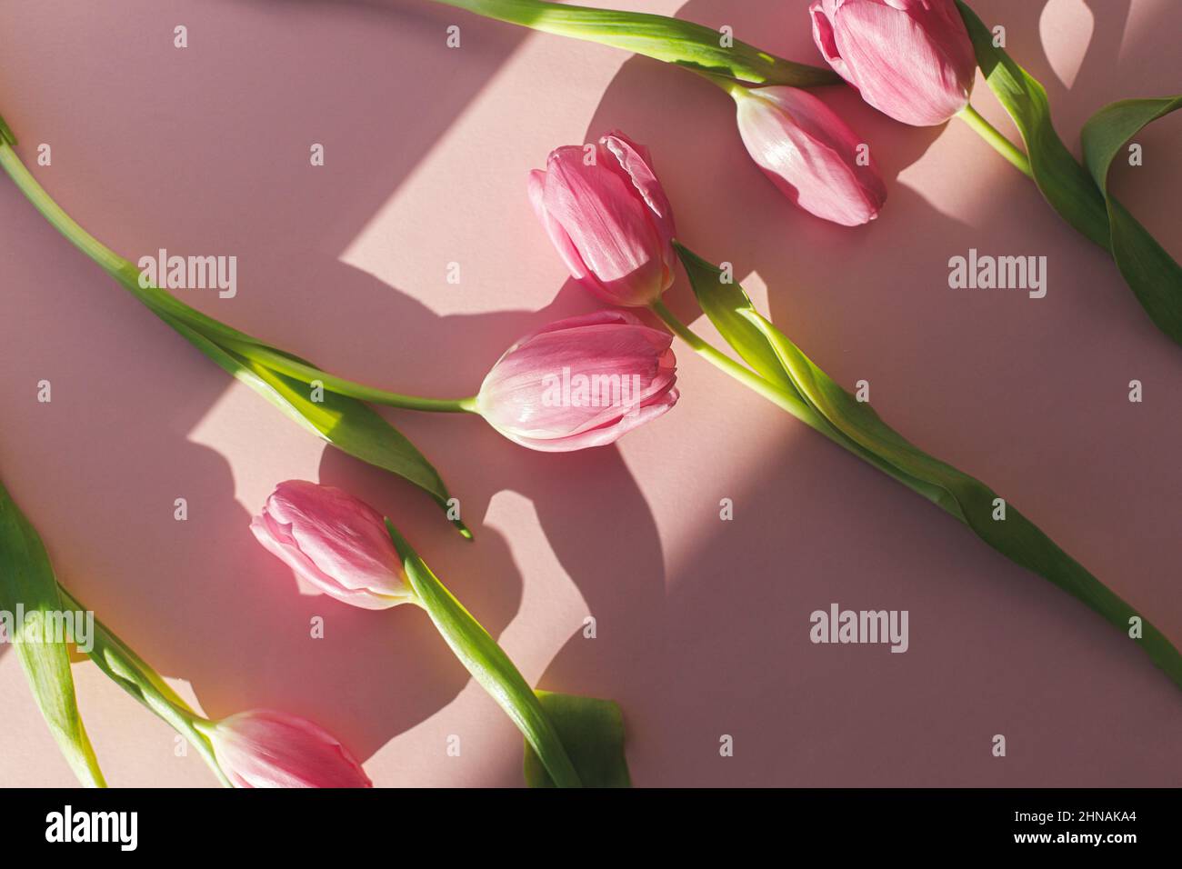 Modern creative spring banner. Pink tulips in sunlight flat lay on pink ...