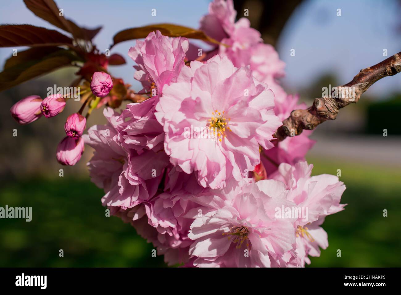 beautiful spring pink cherry blossom Stock Photo - Alamy