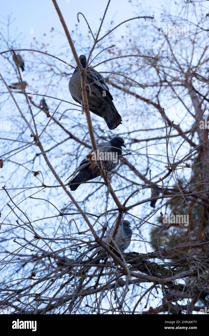 Pigeons Sleeping High Resolution Stock Photography and Images - Alamy
