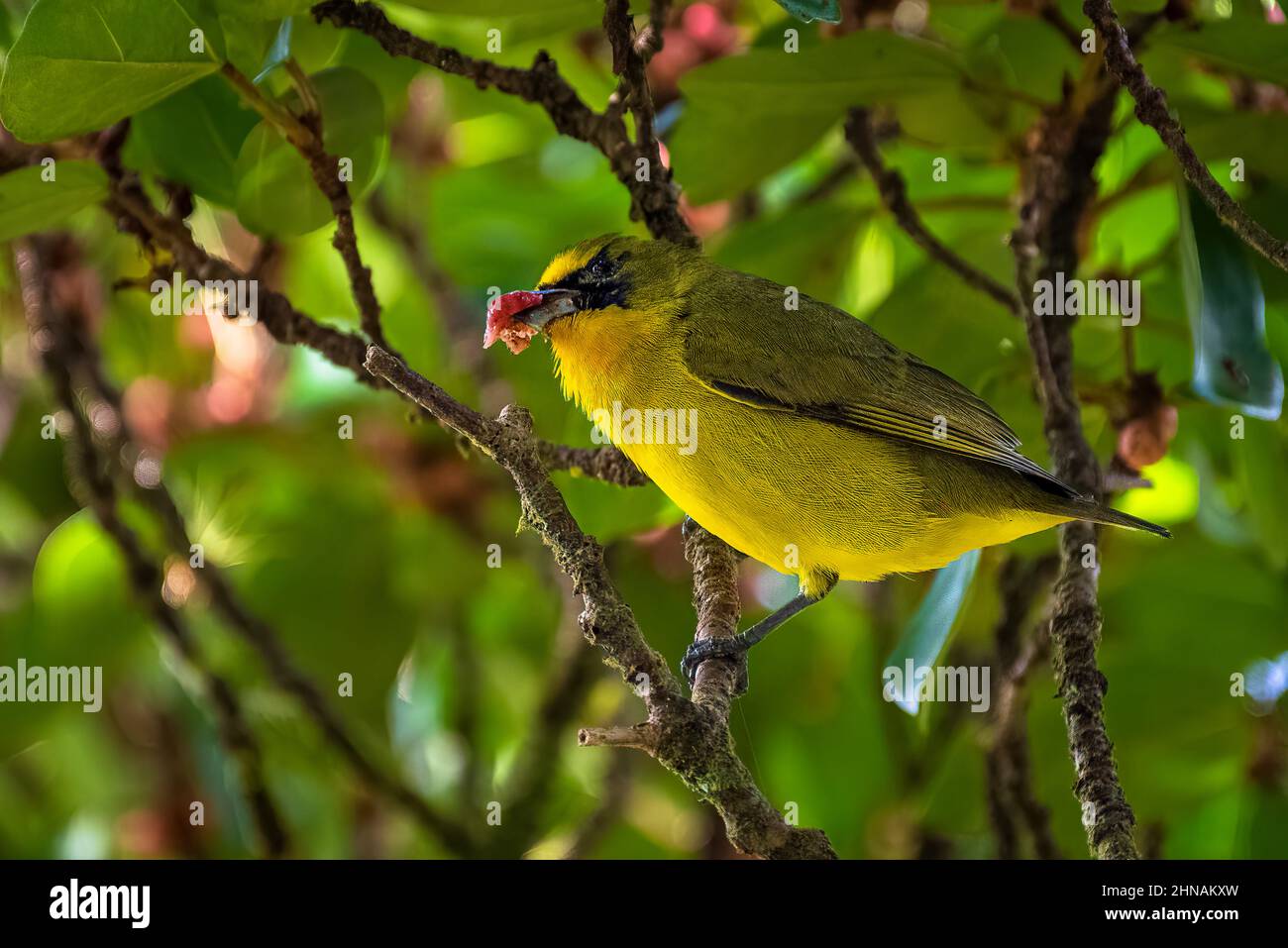 Small fig eating bird hi-res stock photography and images - Alamy