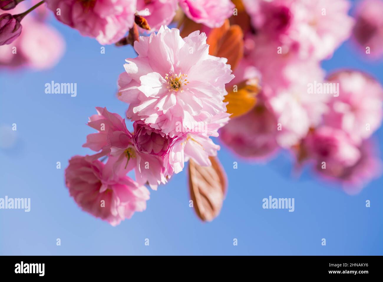 beautiful spring pink cherry blossom Stock Photo - Alamy