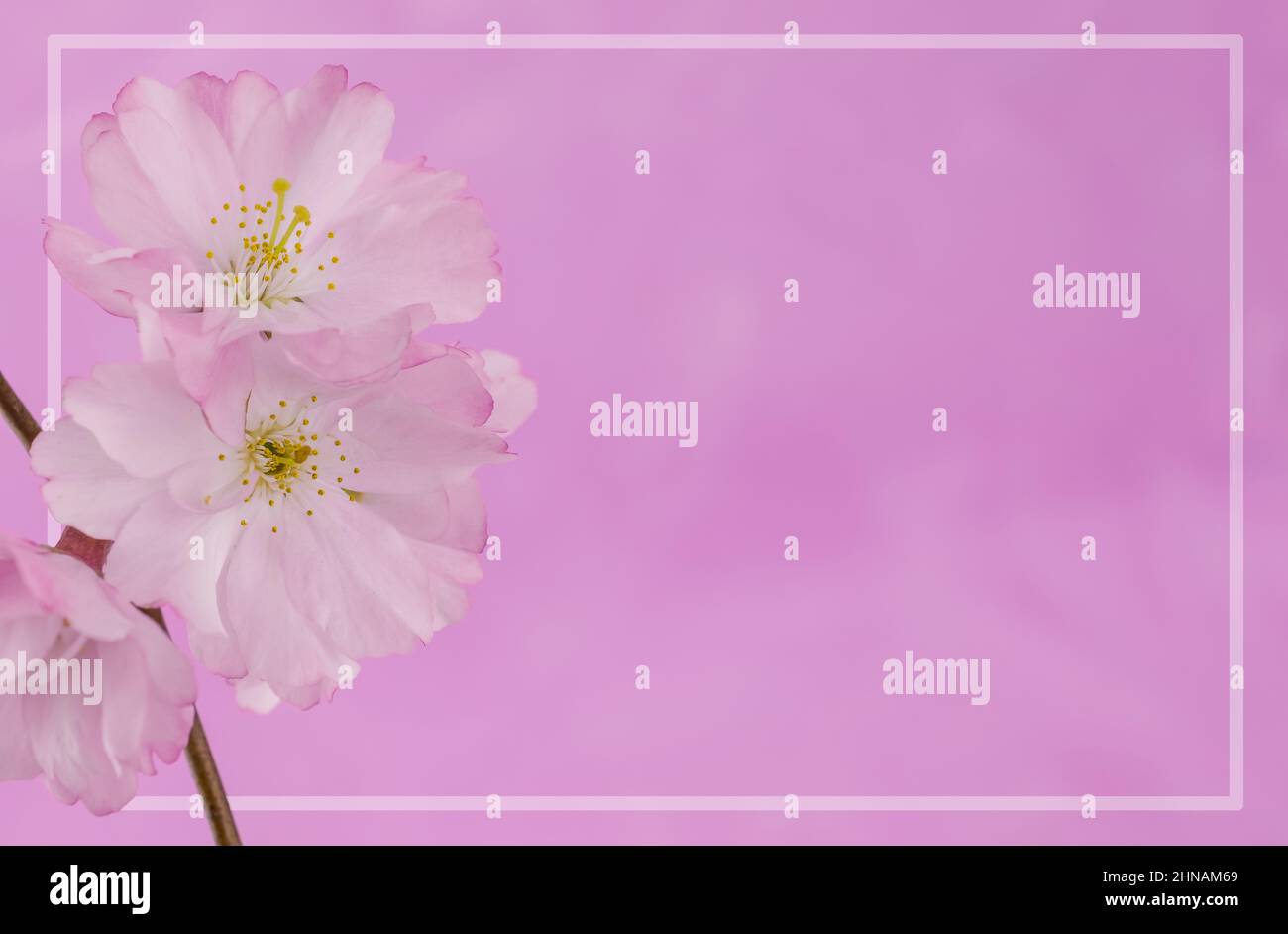 beautiful spring pink cherry blossom with copy space Stock Photo - Alamy