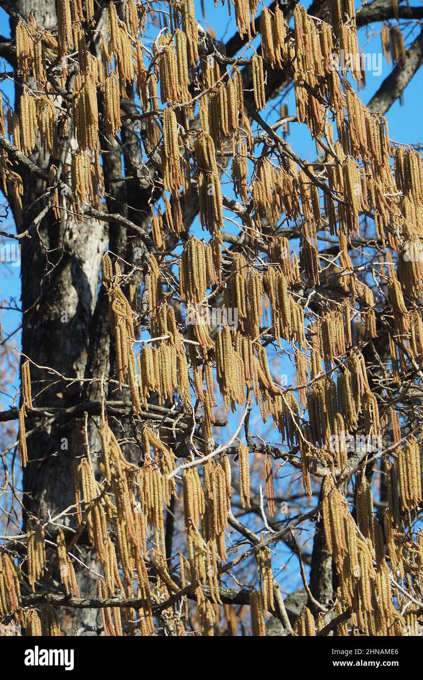 Turkish hazel or Turkish filbert, Baumhasel, Türkische Hasel, Türkische ...