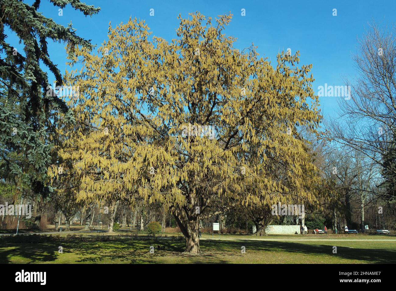 Turkish hazel or Turkish filbert, Baumhasel, Türkische Hasel, Türkische ...