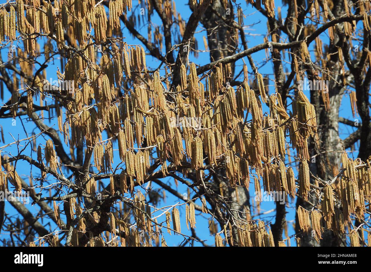 Turkish hazel or Turkish filbert, Baumhasel, Türkische Hasel, Türkische ...