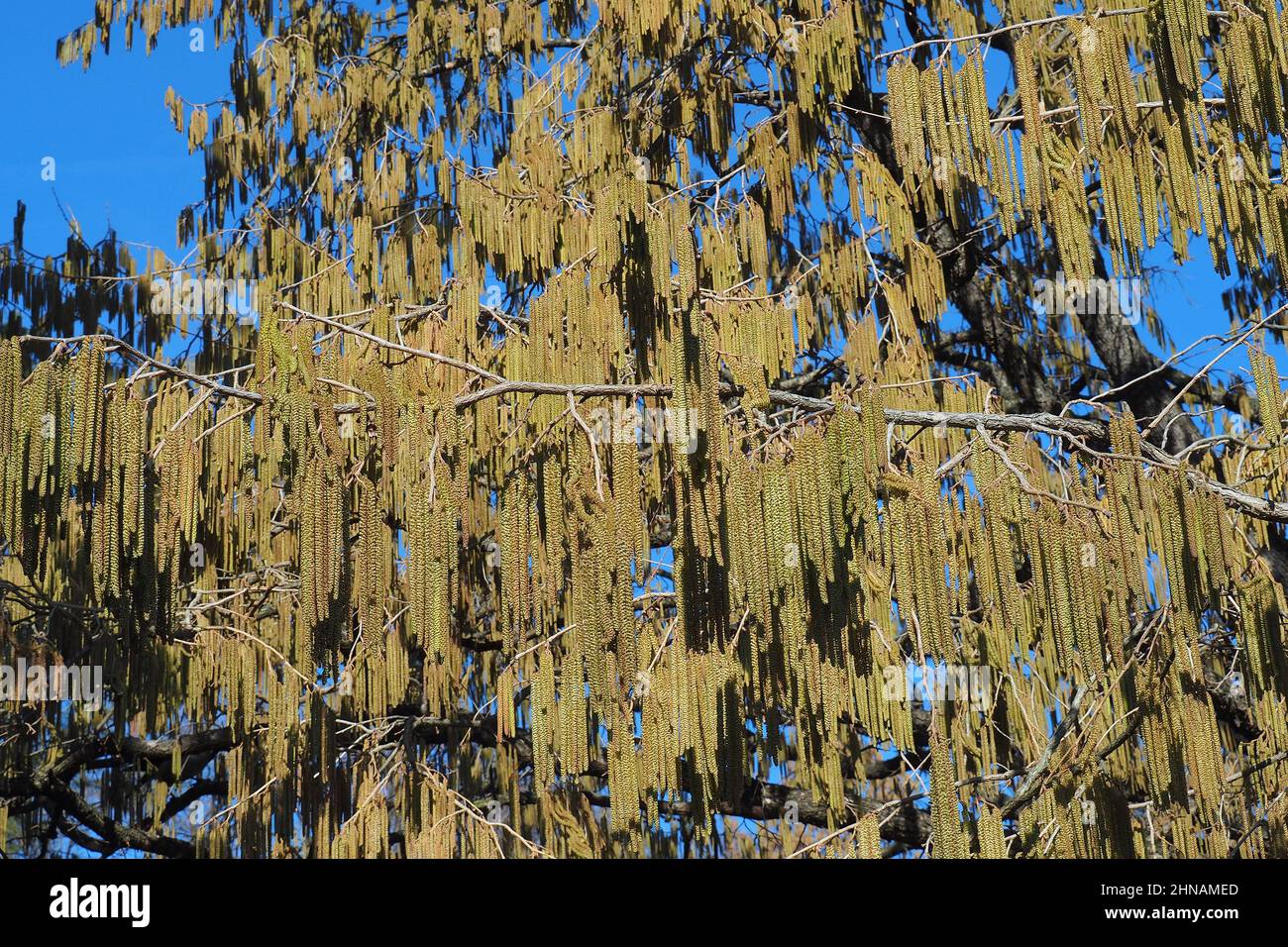 Turkish hazel or Turkish filbert, Baumhasel, Türkische Hasel, Türkische ...