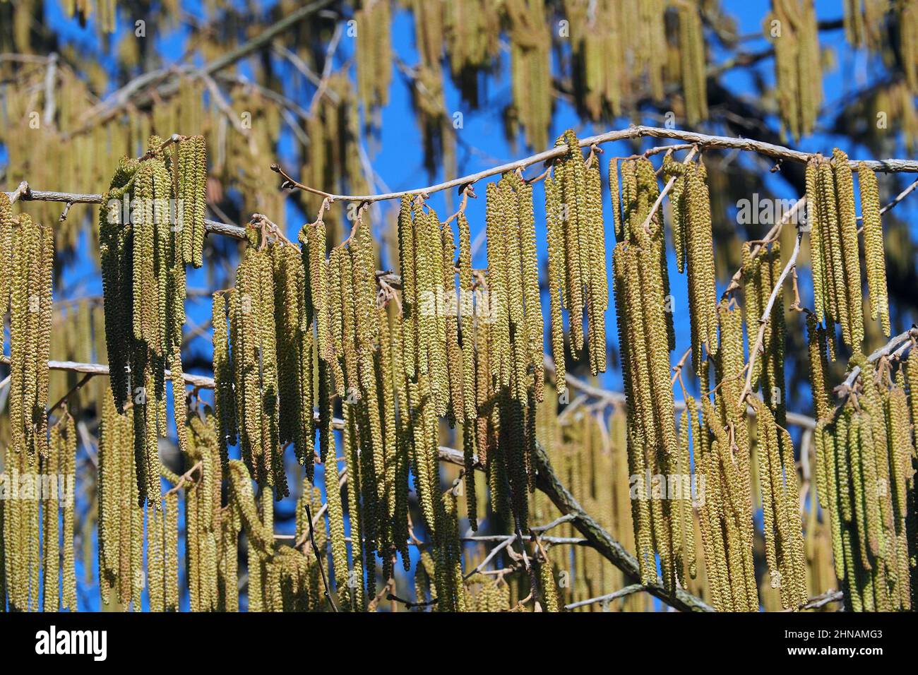 Turkish hazel or Turkish filbert, Baumhasel, Türkische Hasel, Türkische ...