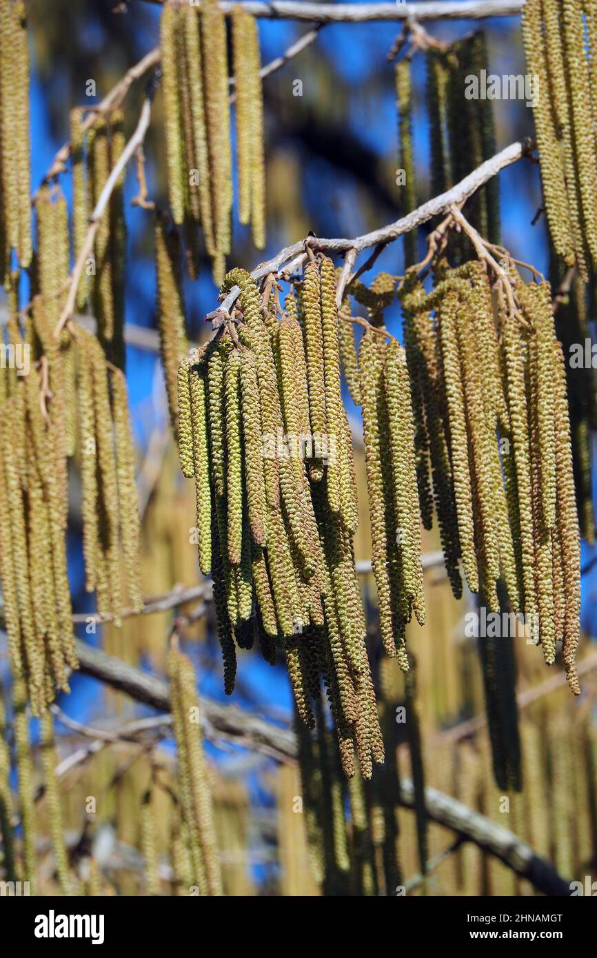Turkish hazel or Turkish filbert, Baumhasel, Türkische Hasel, Türkische ...