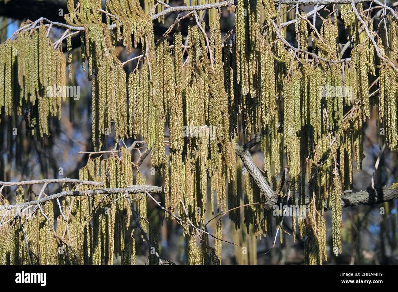 Turkish hazel or Turkish filbert, Baumhasel, Türkische Hasel, Türkische ...
