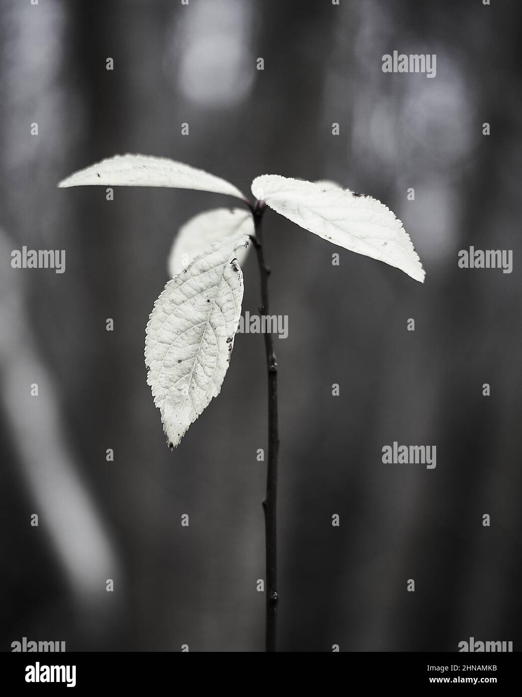 Grayscale of a plant with leaves Stock Photo - Alamy