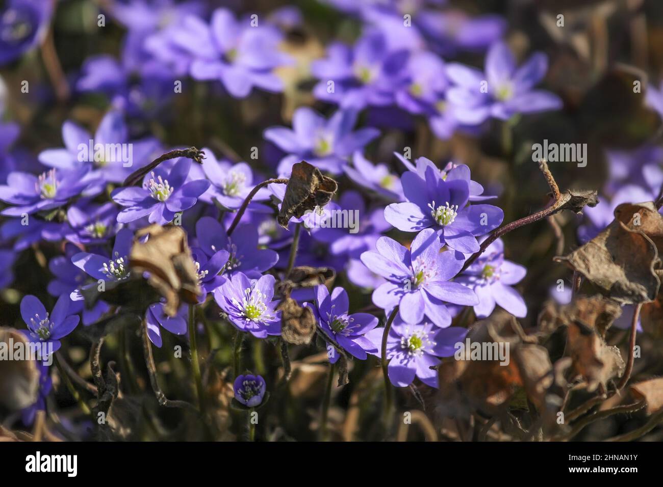Liverleaf (liverwort) flowers in spring forest, natural background ...