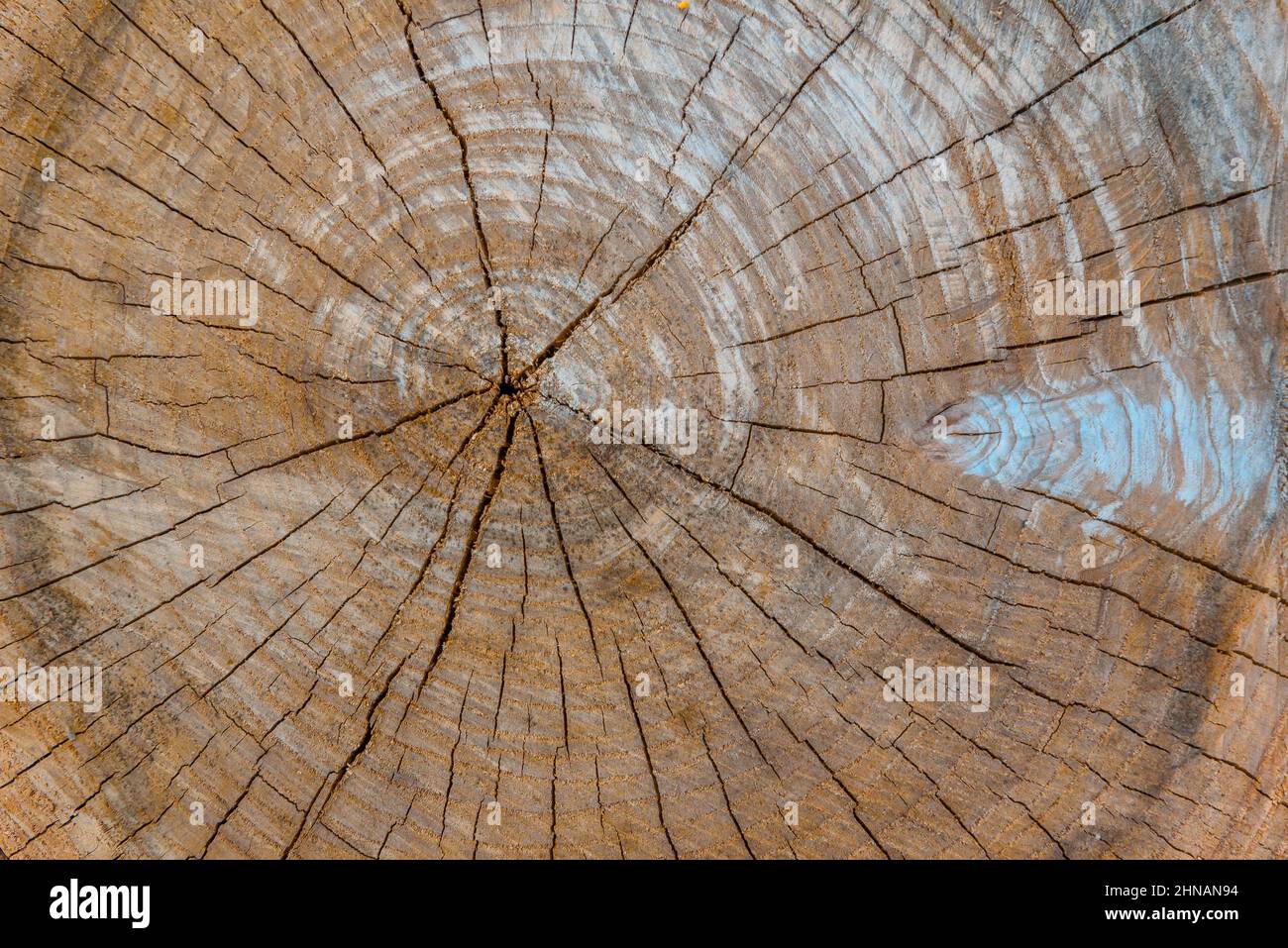 Wooden plank cut rustic pattern background Stock Photo - Alamy