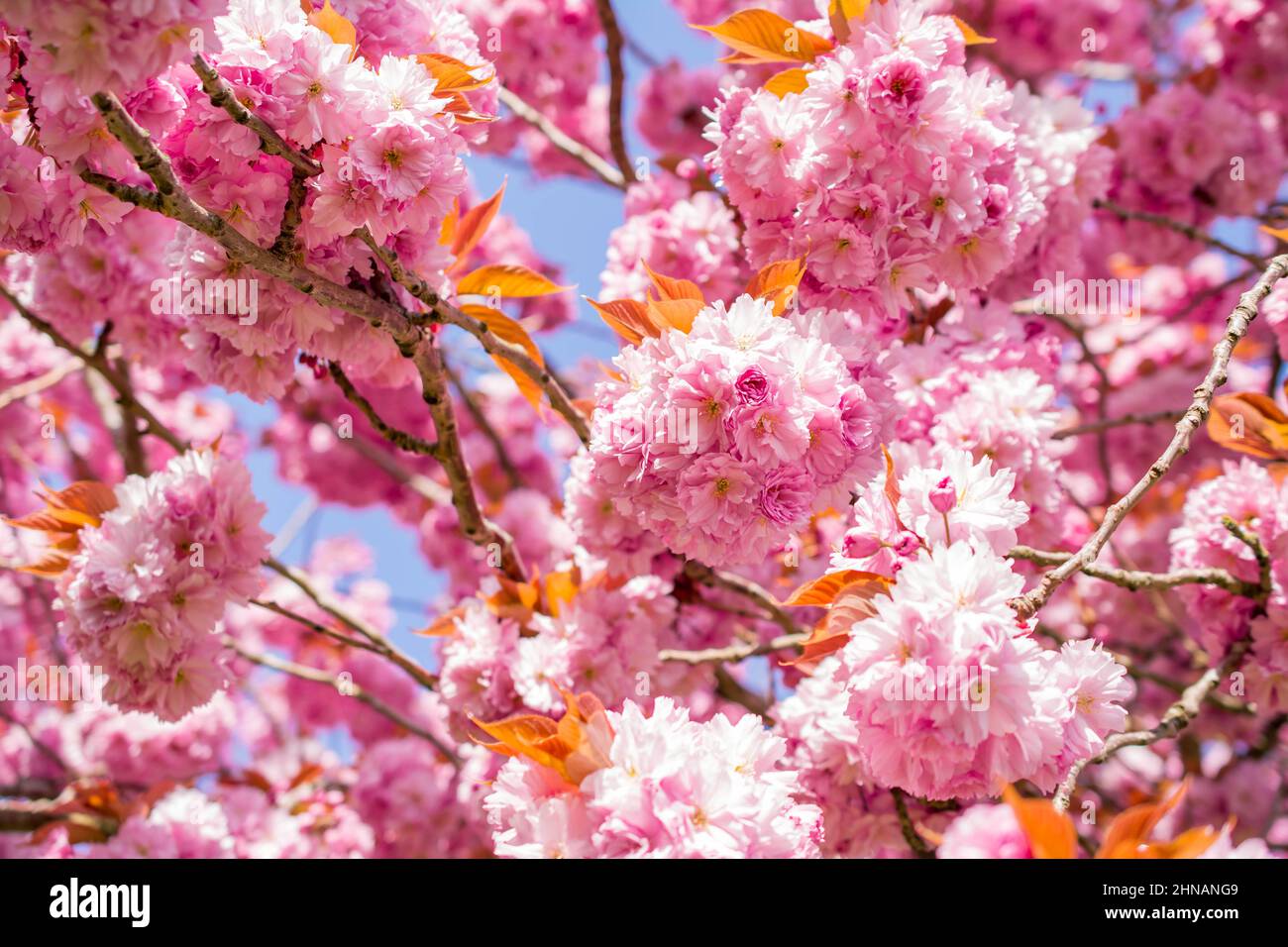 beautiful spring pink cherry blossom Stock Photo - Alamy