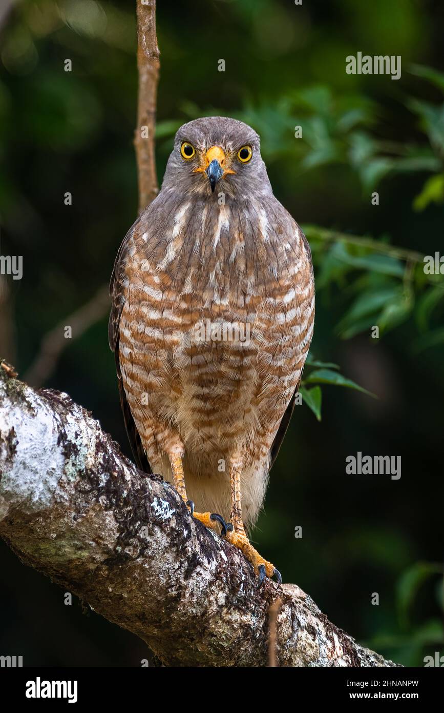 Roadside Hawk perched from the front Stock Photo - Alamy