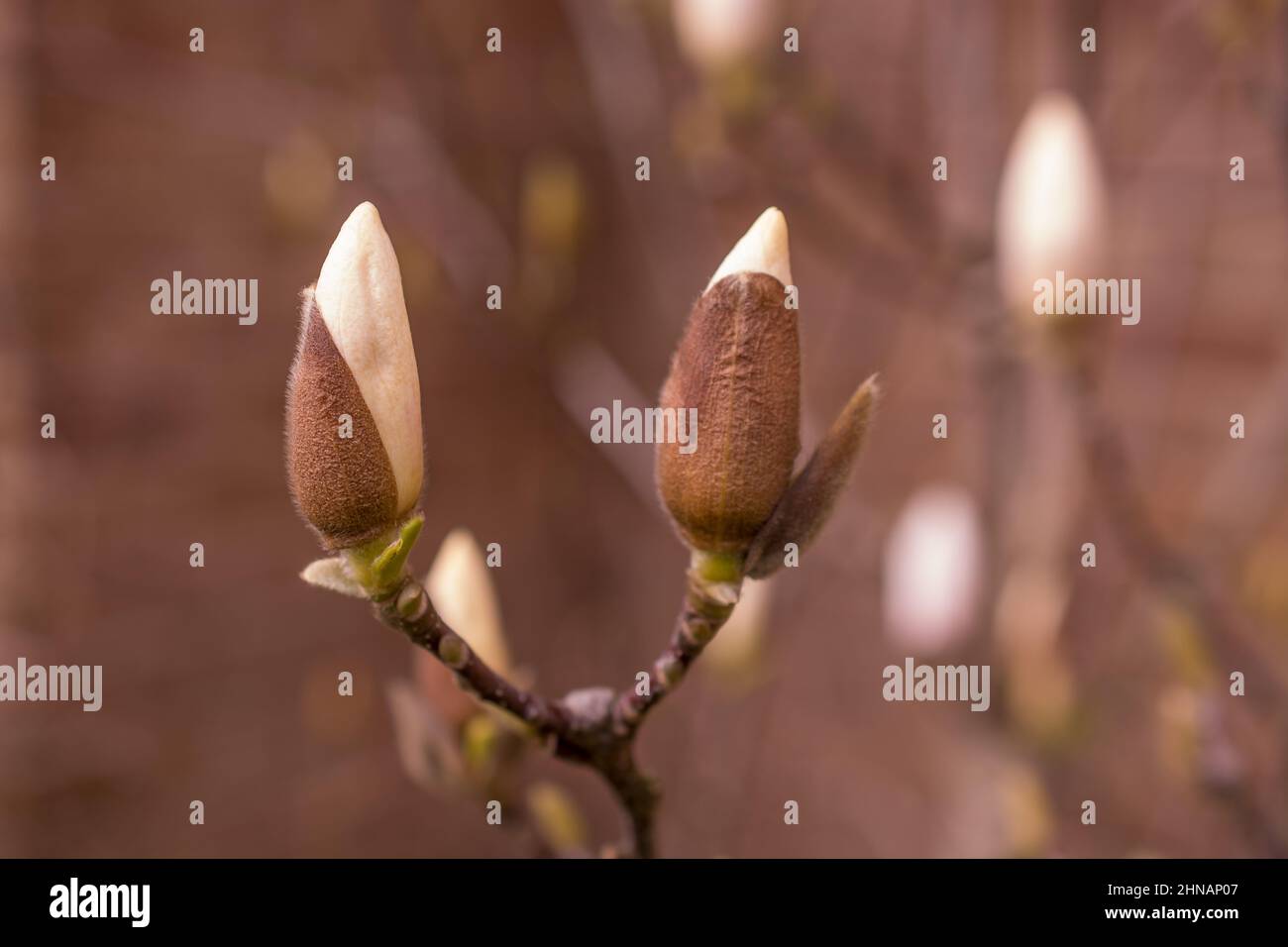 spring background with new leaves and flowers Stock Photo - Alamy