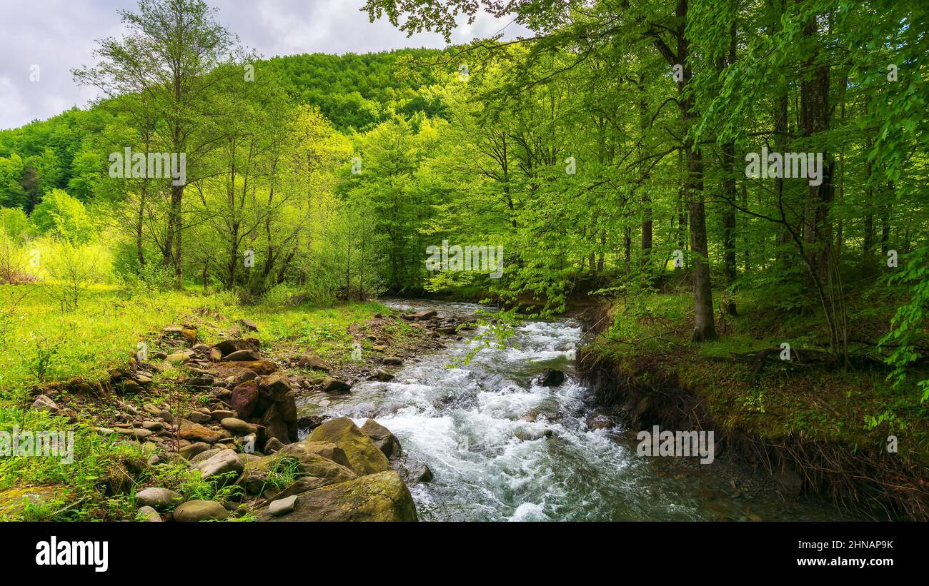 rapid water stream in the beech forest. green landscape with rocks and ...