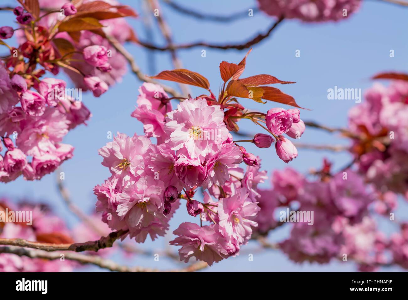 beautiful spring pink cherry blossom Stock Photo - Alamy