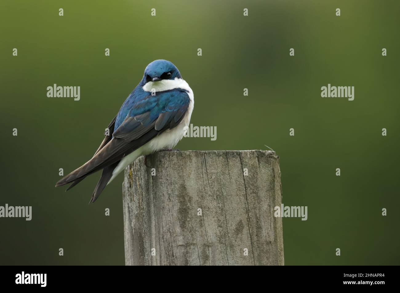 Tree swallow perching on post Stock Photo - Alamy