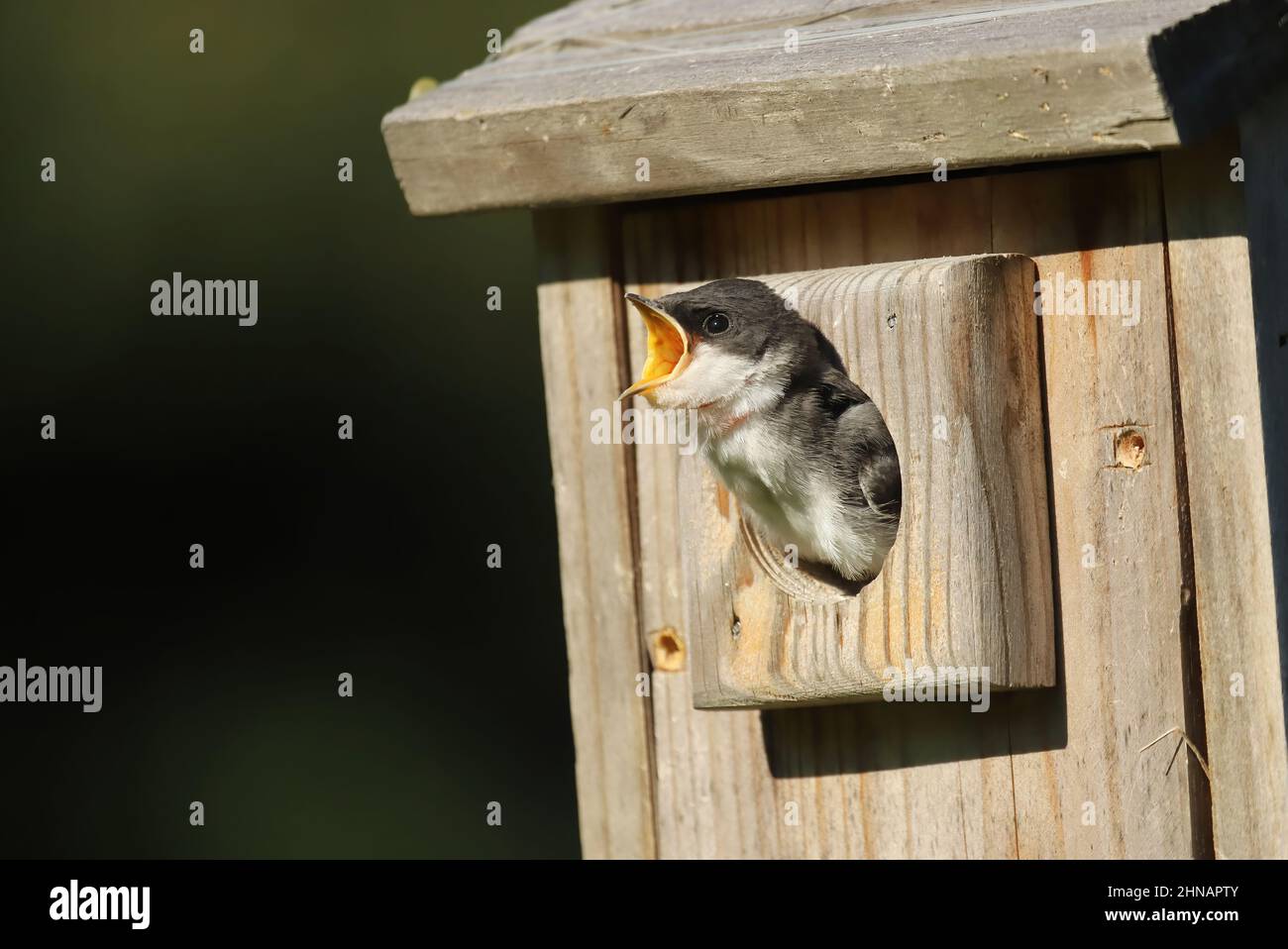 Tree swallow nestling begs for food Stock Photo - Alamy